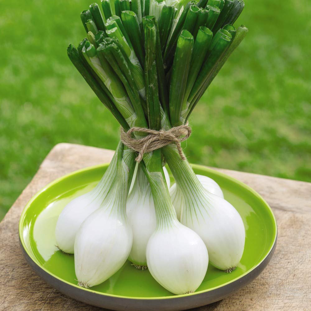 Buy Spring Onion 'White Star' Allium Cepa Hardy Annual Vegetables ...