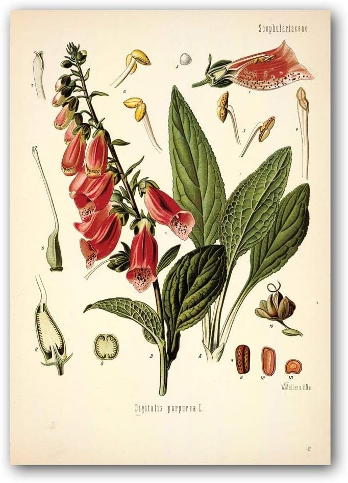 Vintage Foxglove Digitalis Purpurea Print. Educational Chart Diagram ...