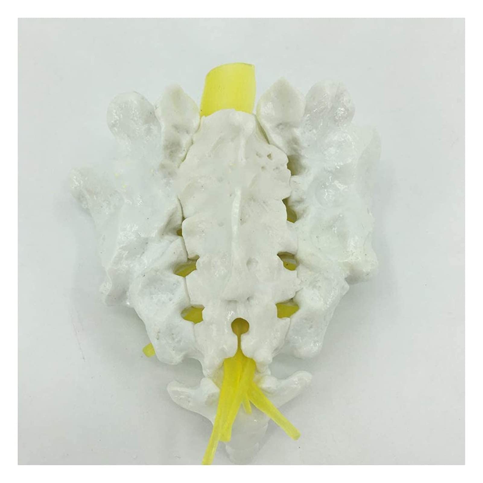 Buy LAErper Teaching Model, Life Size Spine Model Medical Anatomical ...