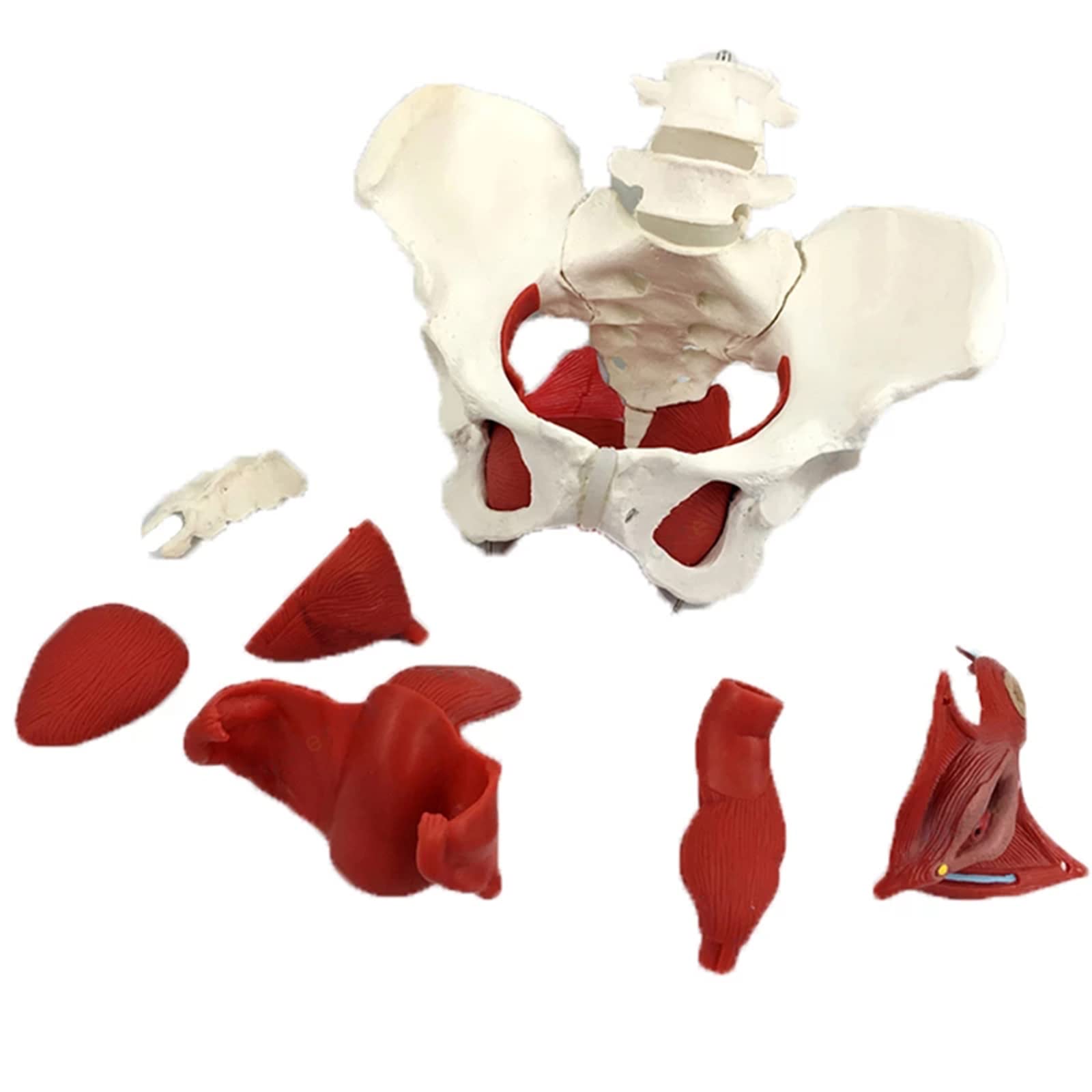 Suzlafemale Pelvis And Perineum Model With Removable Organs 1 1 ...