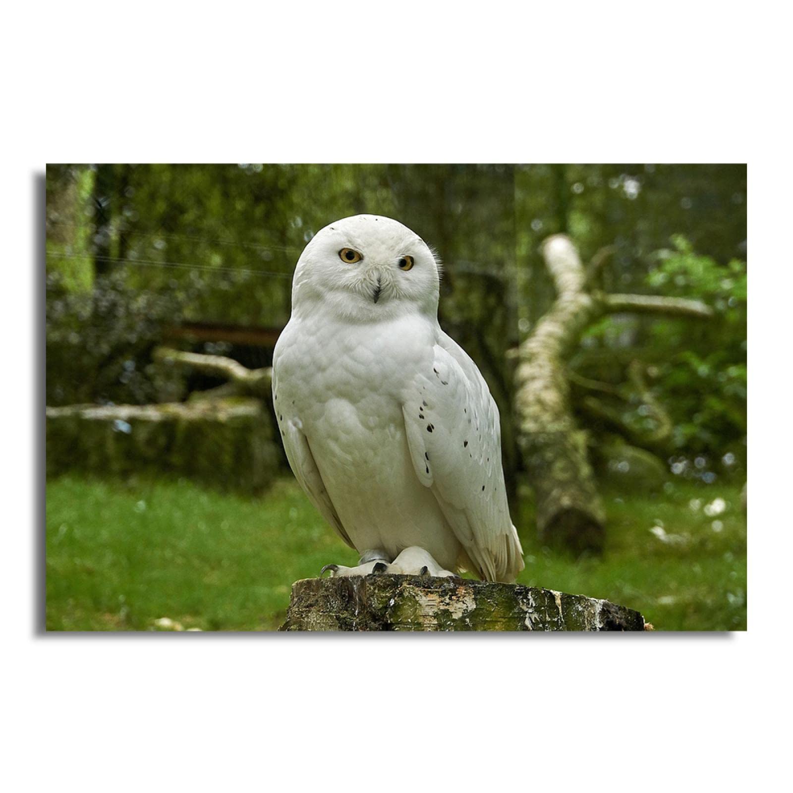 Hedwig Owl Memes Closeup Photo Of A Funny Snowy Owl (Bubo Scandiacus)
