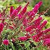 Amazon.com : QAUZUY GARDEN 150 Seeds Multi-Color Butterfly Bush Seeds ...