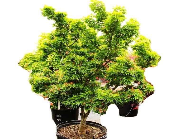 Punarva Neem PlantNim PlantNeem Bonsai m : Amazon.in: Garden & Outdoors
