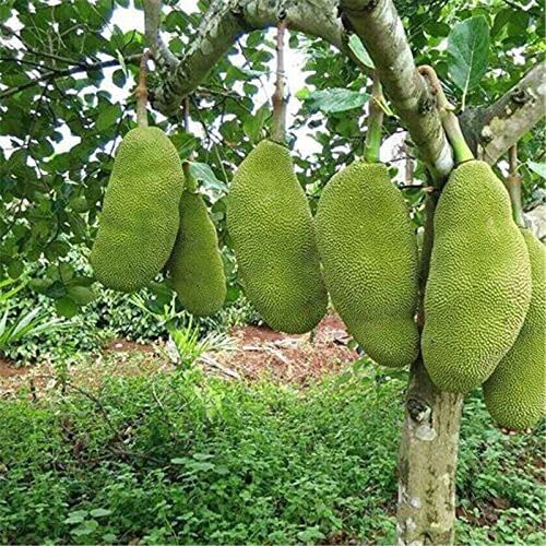 Punarva Jackfruit Plant Live Plant Jack Fruit Sweet Rare Jackfruit ...