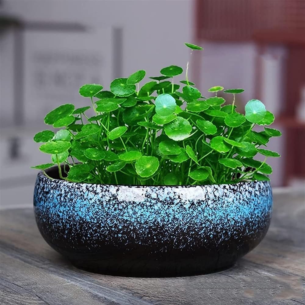 Amazon.com: Round Large Shallow Glazed Planter Pots Outdoor Succulent ...