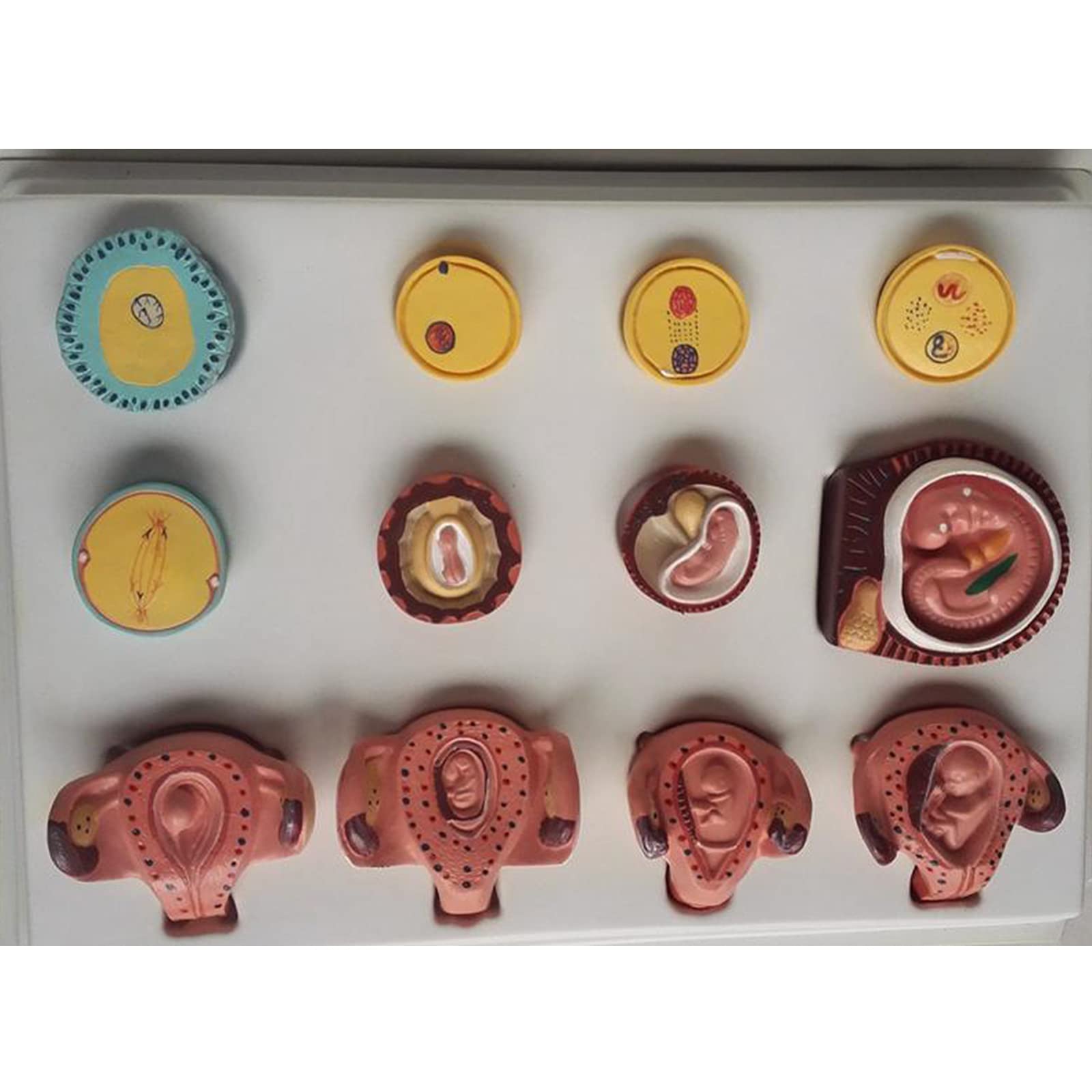 Buy Human Pregnancy Embryo Development Process Model - Fertilized Egg ...