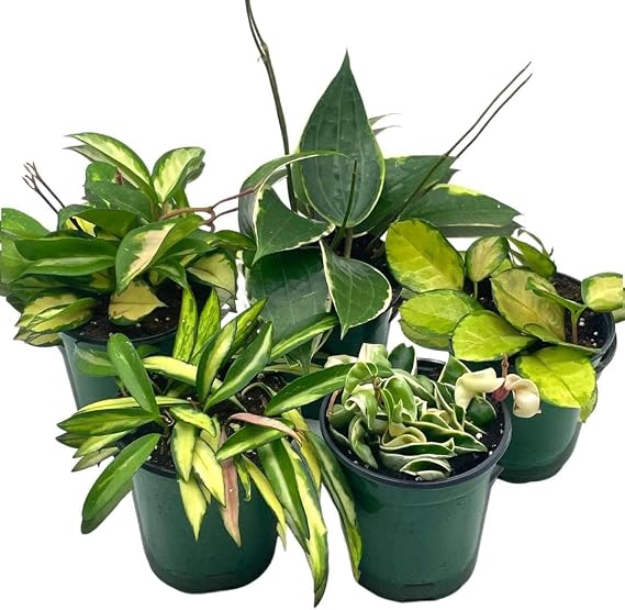 Amazon.com : BubbleBlooms Premium Hoya Assortment Set 5 Different ...