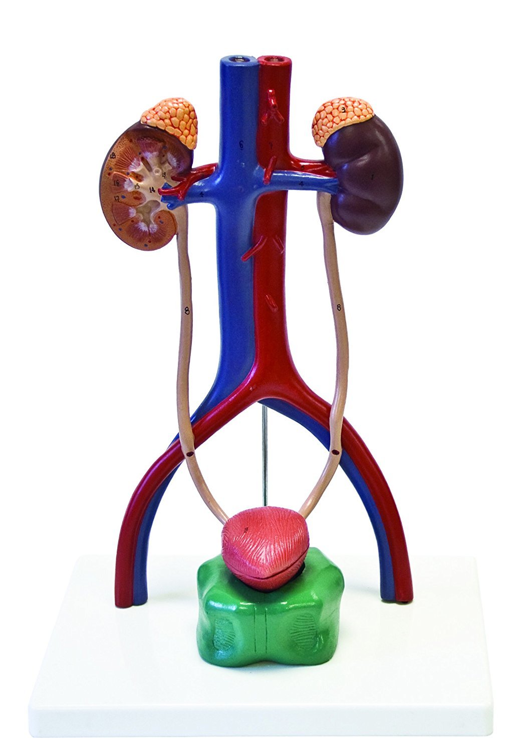 Buy Vision Scientific VAU429 Urinary System | 4 Parts, Larger-Than-Life ...