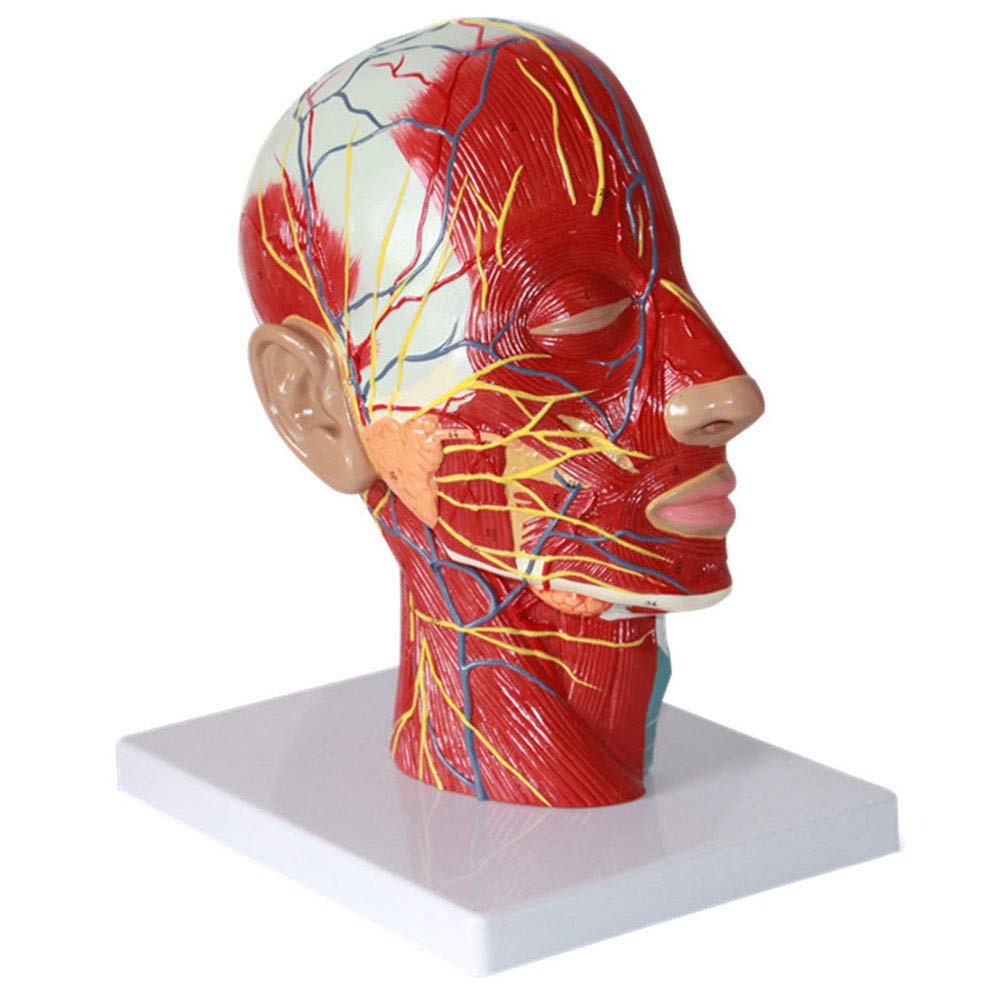 Buy Human Head Anatomy Model, Shows The Local Morphology of The Medial ...