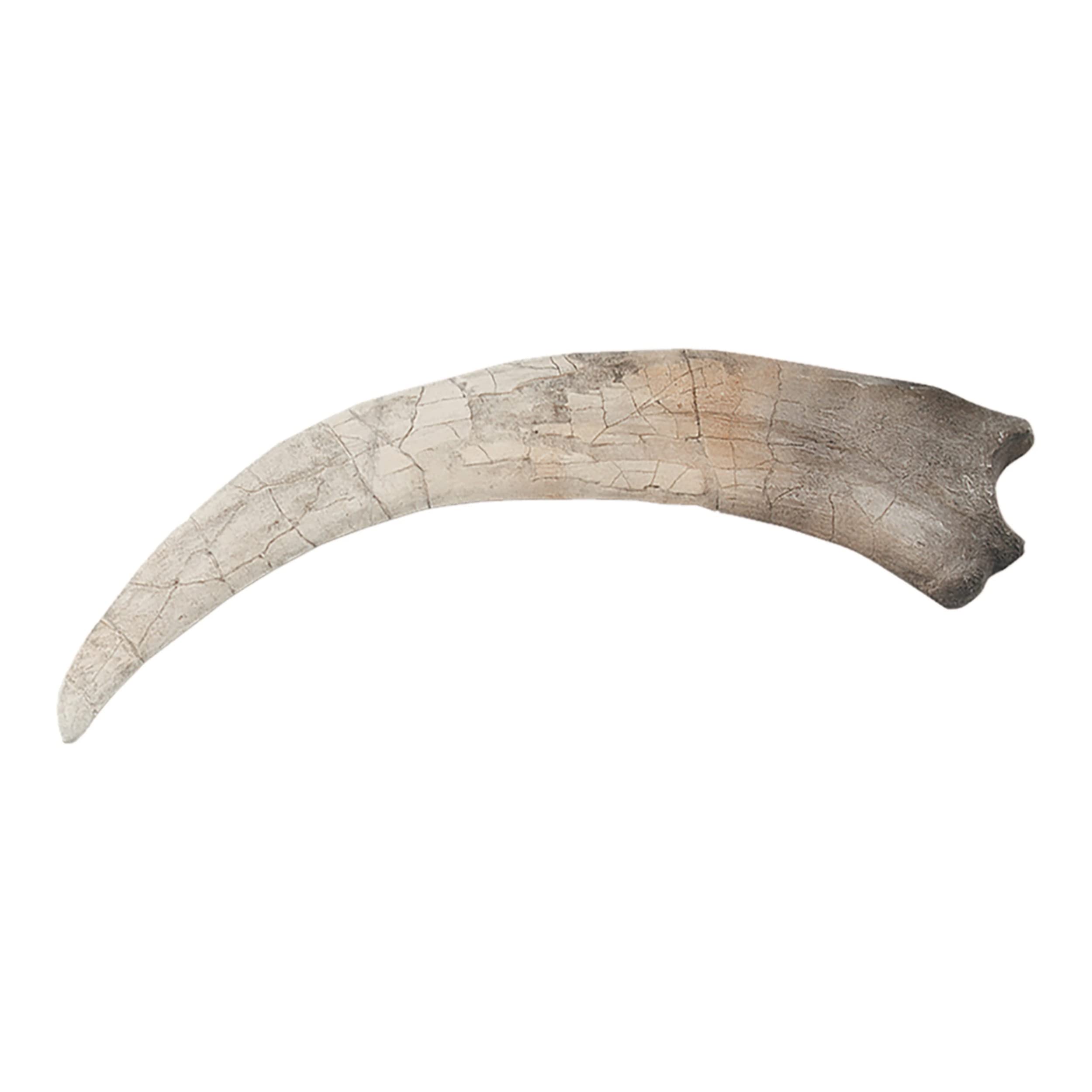 Therizinosaurus Claw