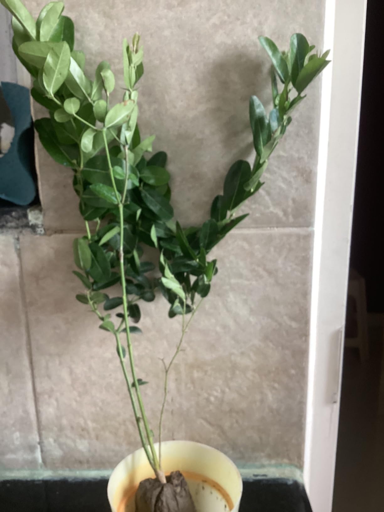 Golden Bloom Dwarf Karonda Cherry Fruit Plant Carissa carandas 1 ...