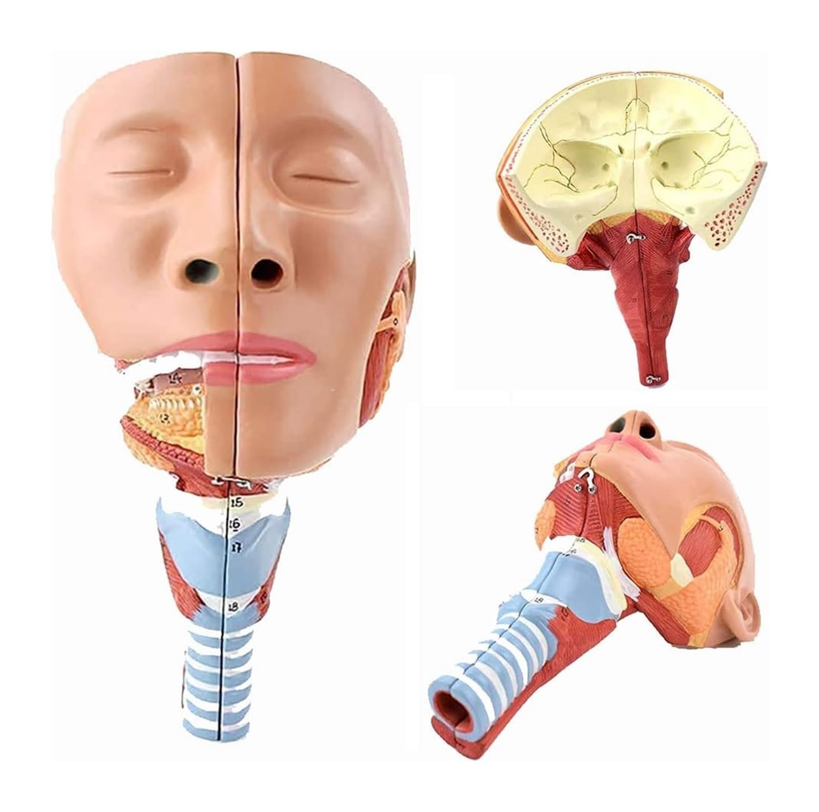 Anatomy Of Tongue And Throat Human Mouth Wikipedia