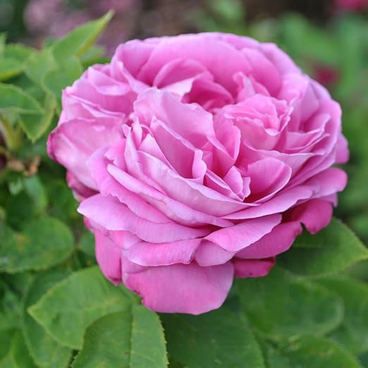 Amazon.com : Heirloom Roses Hybrid Perpetual Plant - La Reine Fragrant ...