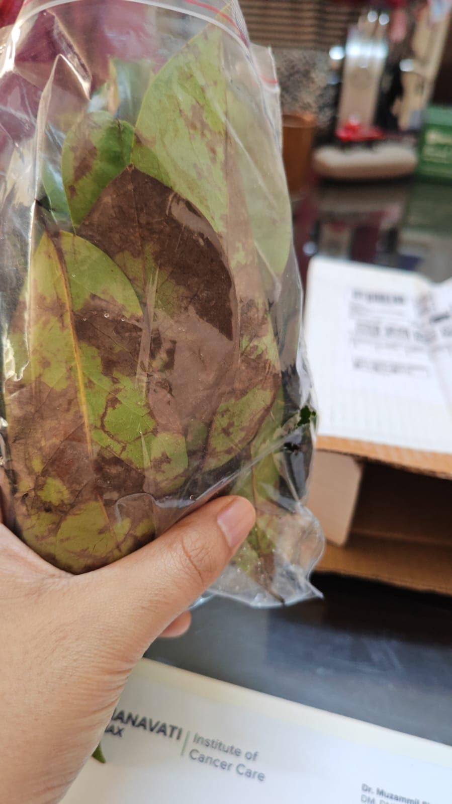 Soursop4Cancer Soursop Graviola Green Leaves from Matured and Organic ...