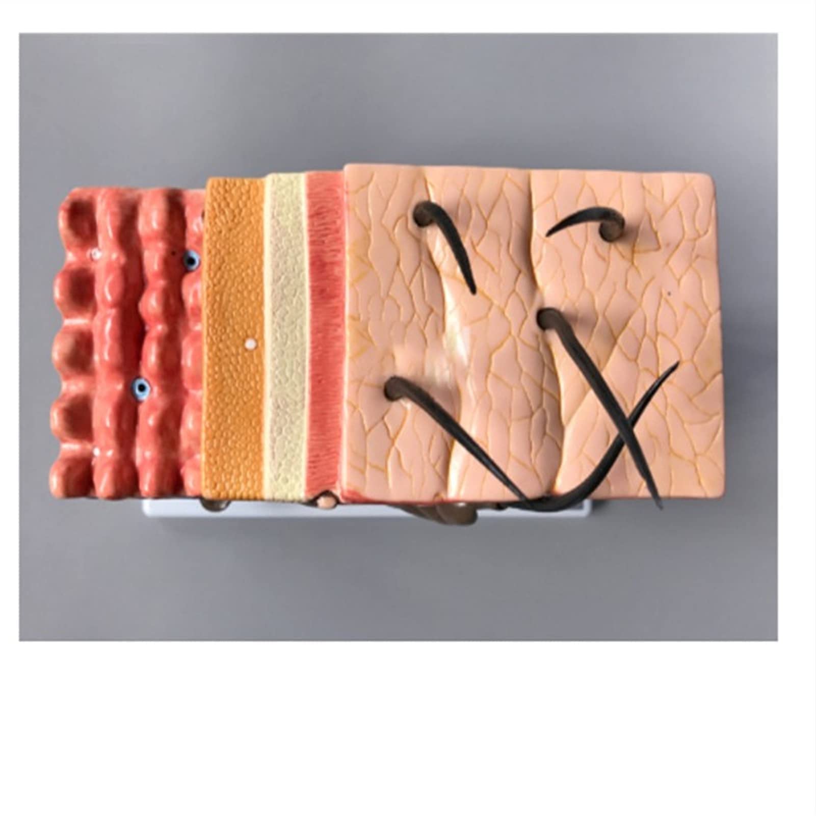 Buy SaiFei 1pc Human Body Skin Structure Anatomy Model Skin Layout d ...