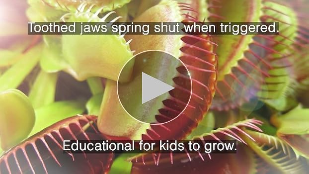 Venus Flytrap Facts For Kids Fun Facts About The Venus Fly
