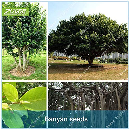 Buy Go Garden Zlking 100 Pcs Chinese Banyan Tree Bonsai Absorb Harmful ...