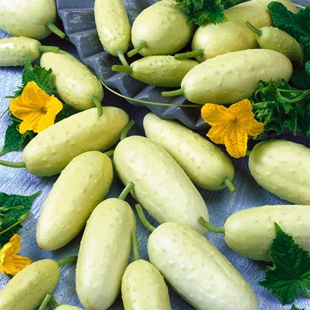 Amazon.com : Burpee 'Lemon' Cucumber Seeds, 100 Non-GMO seeds, Heirloom ...