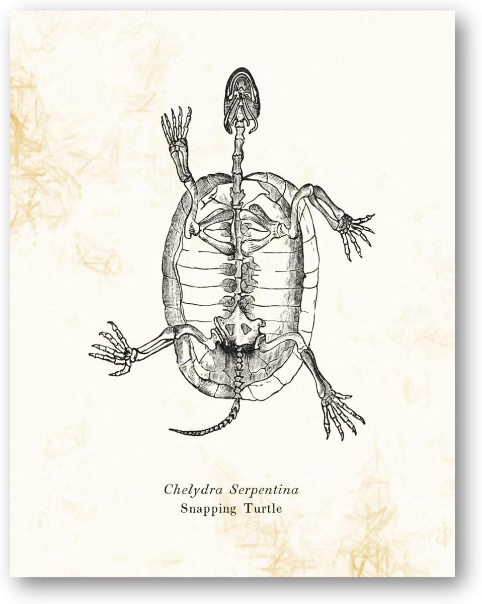 Amazon.com: Chelydra Serpentina Snapping Turtle Animal Skeleton Vintage ...