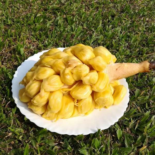 M-Tech Gardens Rare Exotic Tropical Hybrid Jackfruit 1 Live Plant ...