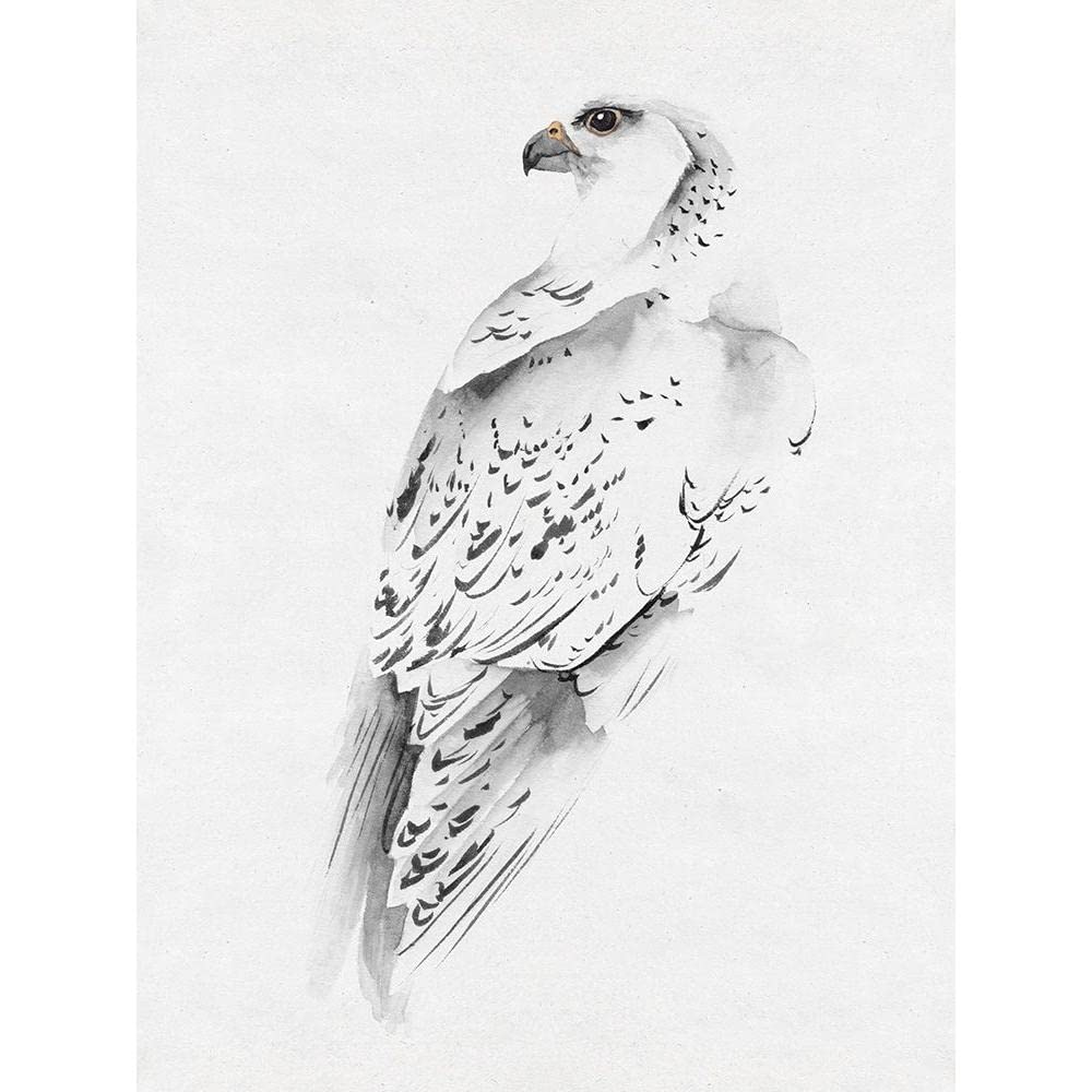 Gyrfalcon Drawing