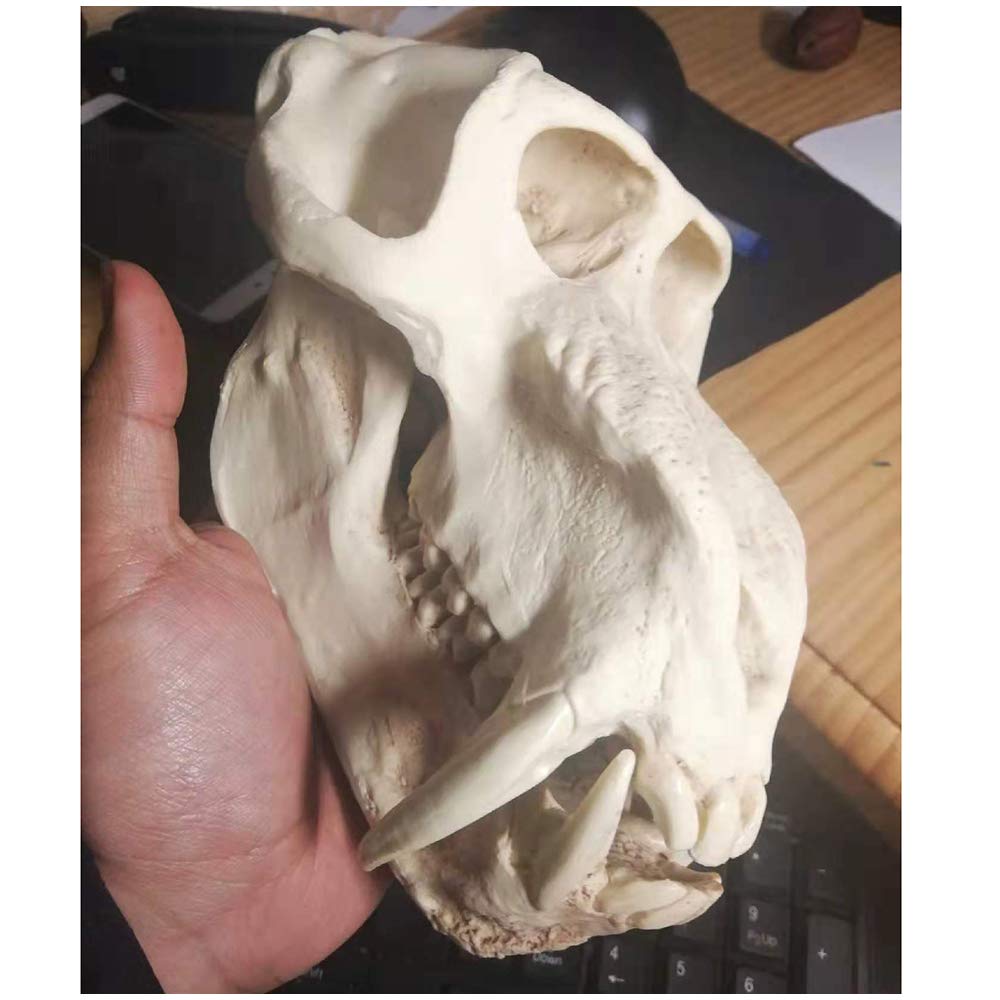 Mandrill Skeleton Mandrill Baboon Monkey Skull Replica Etsy