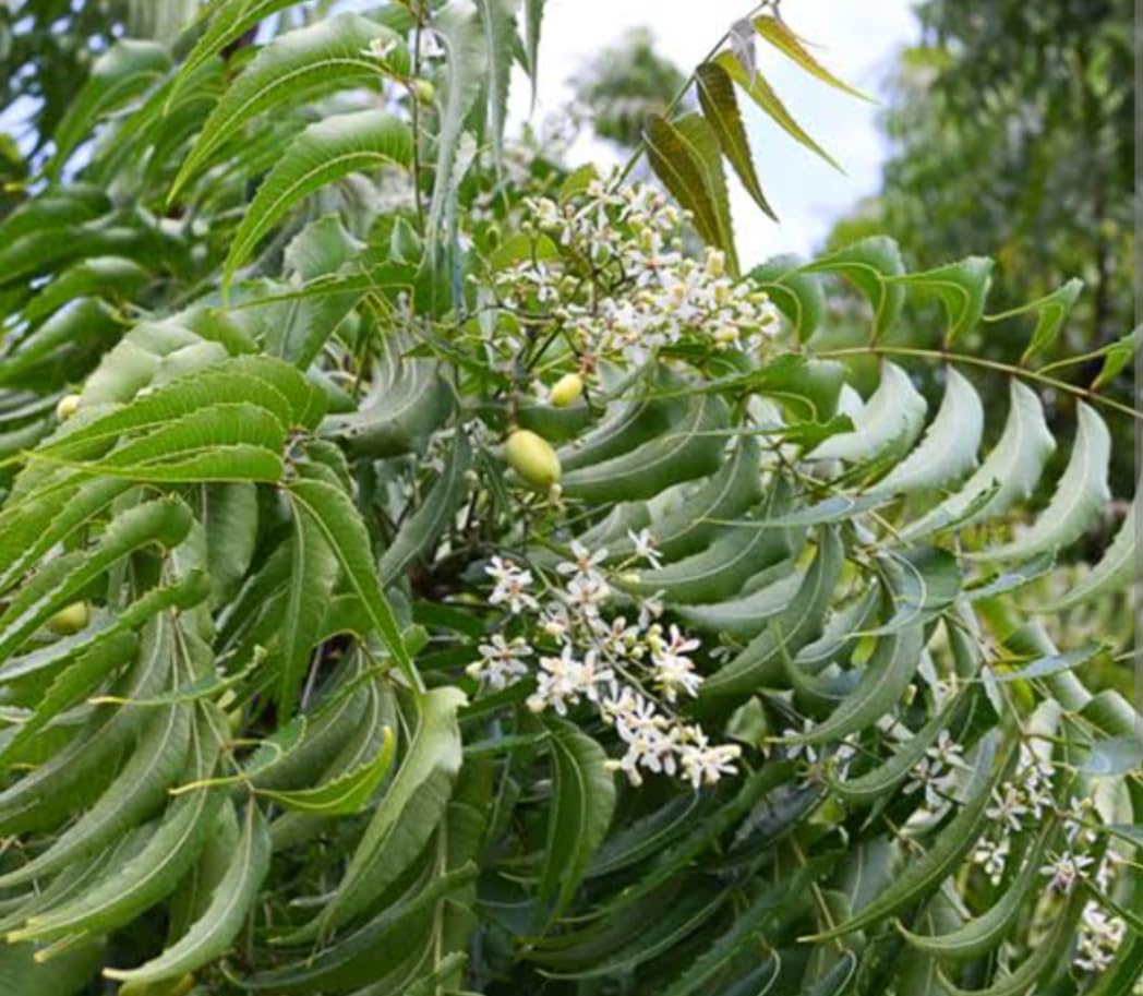 Aadityaa's Neem Plant, Neem Tree, Bitter Neem, Medicinal Neem Plant ...