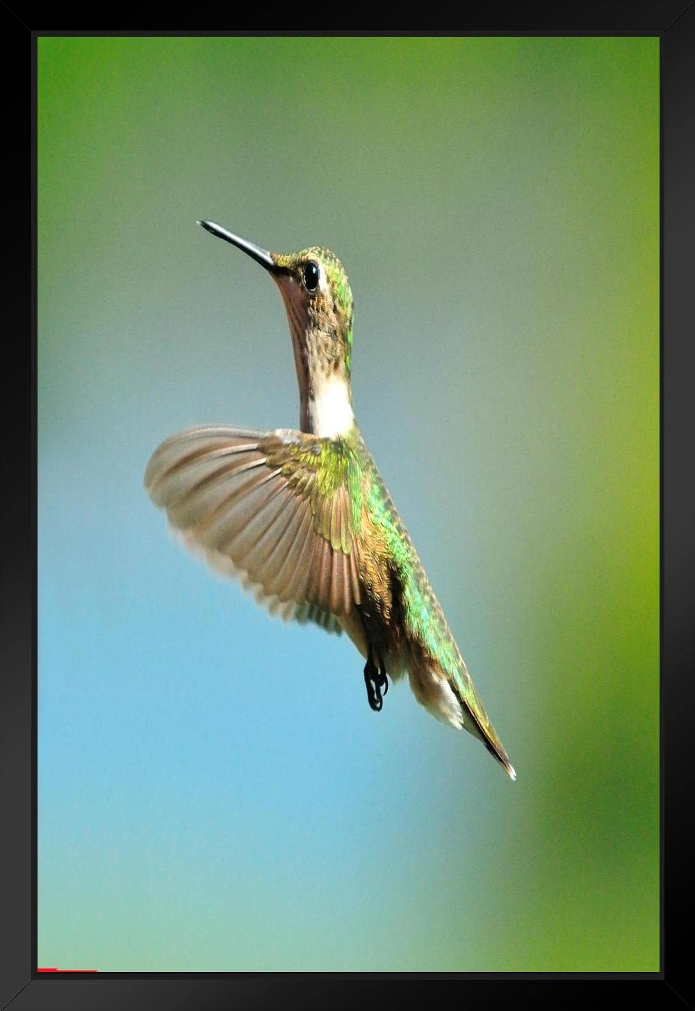 Pretty Hummingbirds In Flight