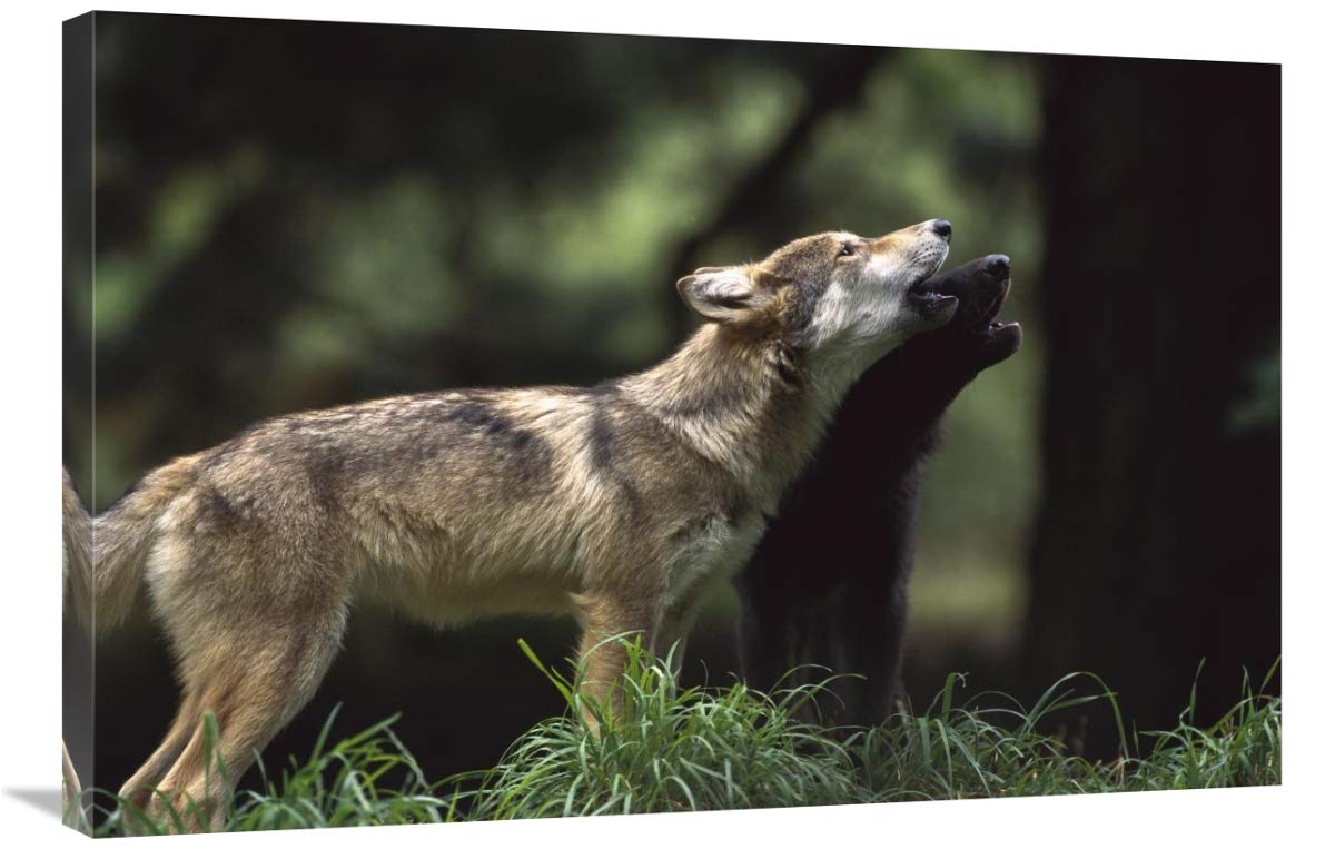 Oregon Zoo Wolves