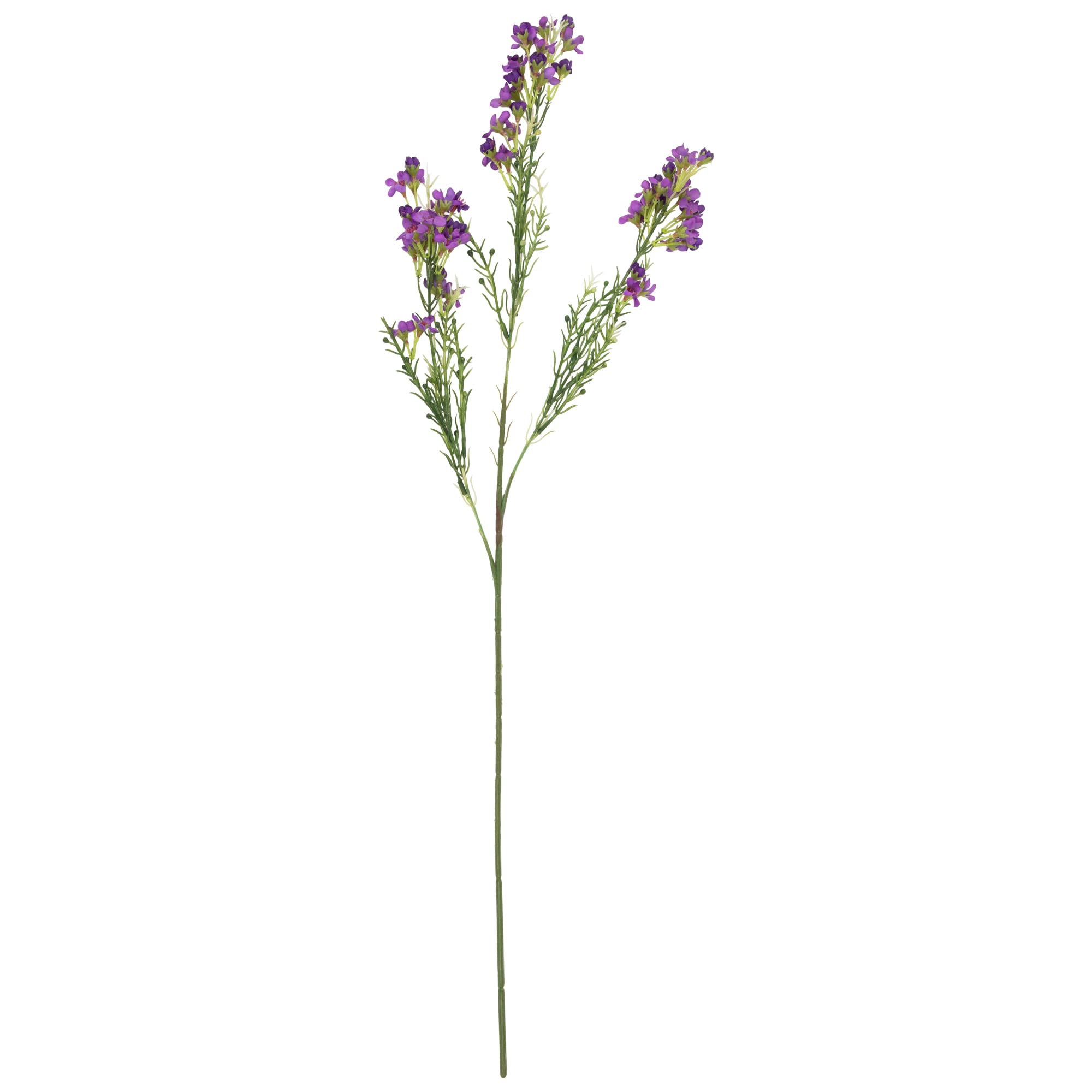 Purple Wax Flower