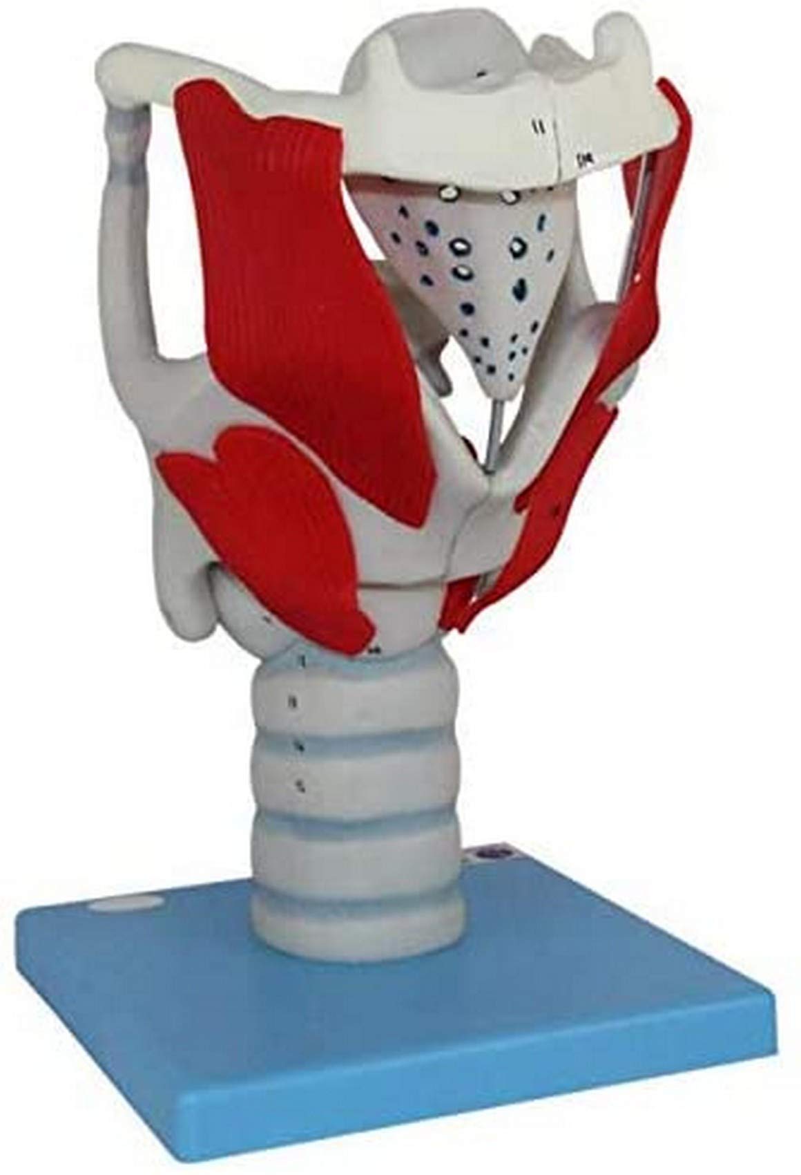 Throat Structure And Function Medical Anatomy Model 3x Magnified Human ...