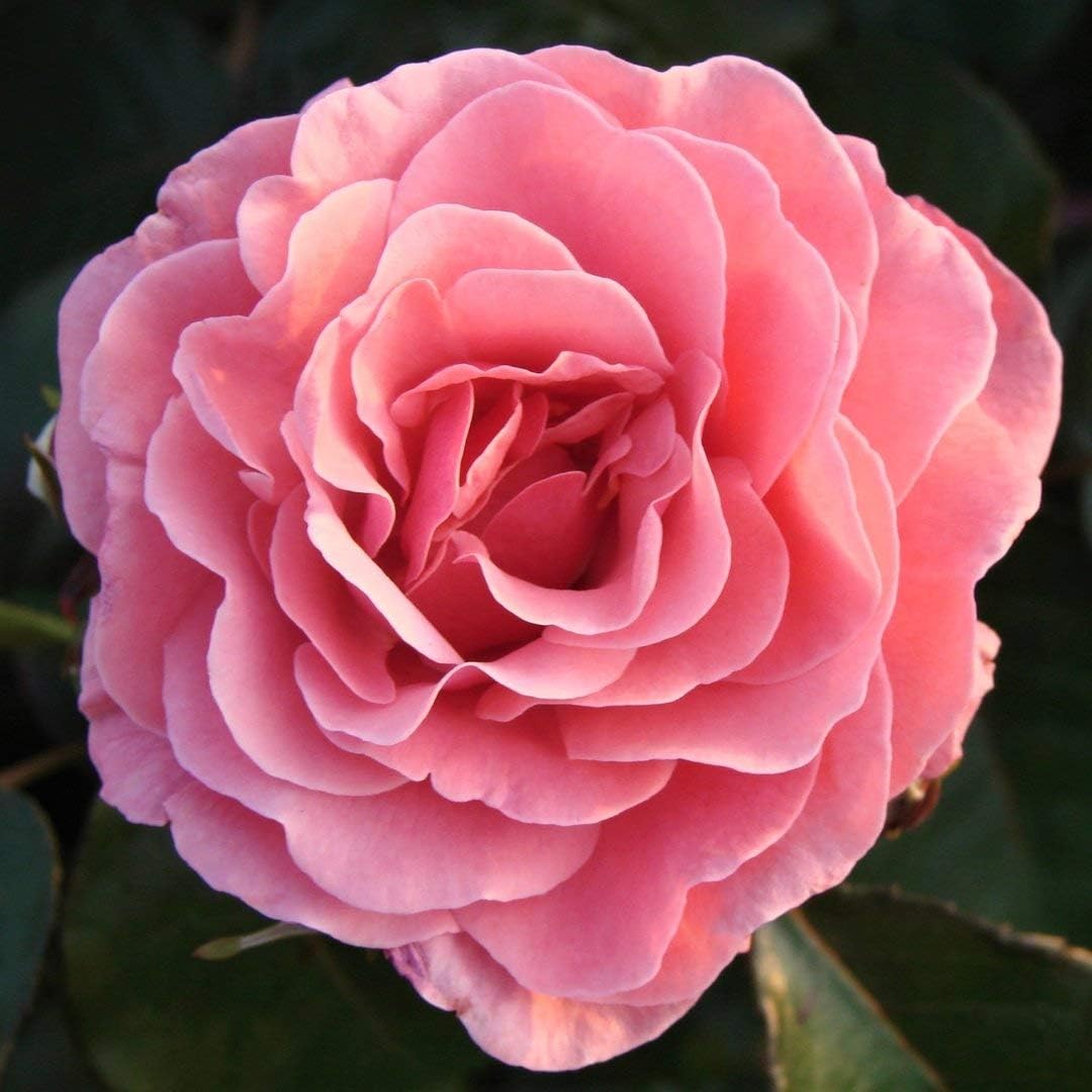 Blue Moon Hybrid Tea Bush Rose, Fragrant ICY Blue/Lilac/Mauve Blooms 3 ...