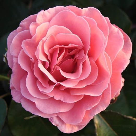 Carbeth Plants Rose Bush Amazing Grace - 1 Rose Plant in 3L Pot ...