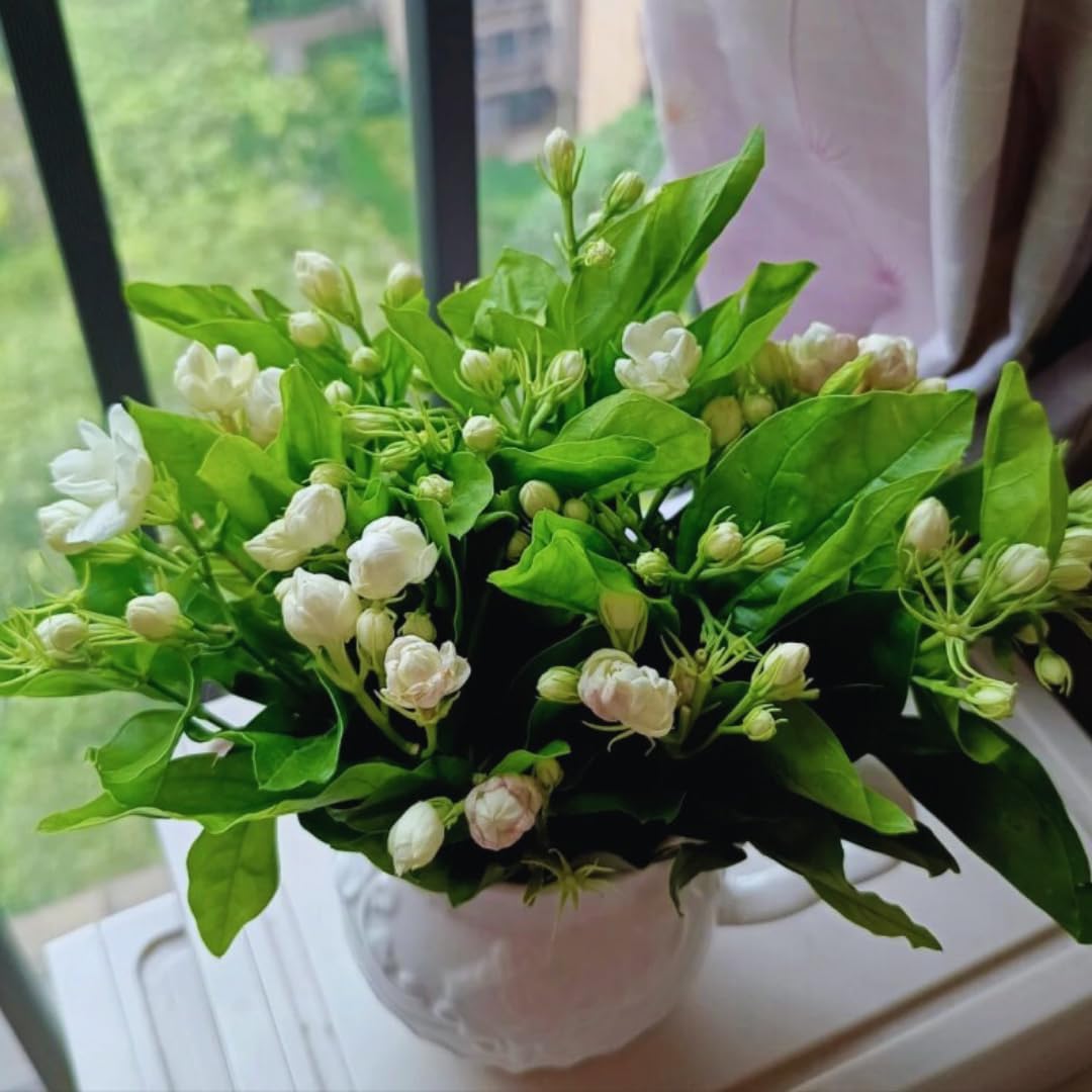 Amazon.com : Live Jasmine Plants Indoor, Grand Duke of Tuscany Jasmine ...