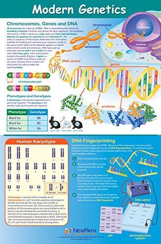 Amazon.com: NewPath Modern Genetics Poster - Laminated, Full-Color, 23 ...