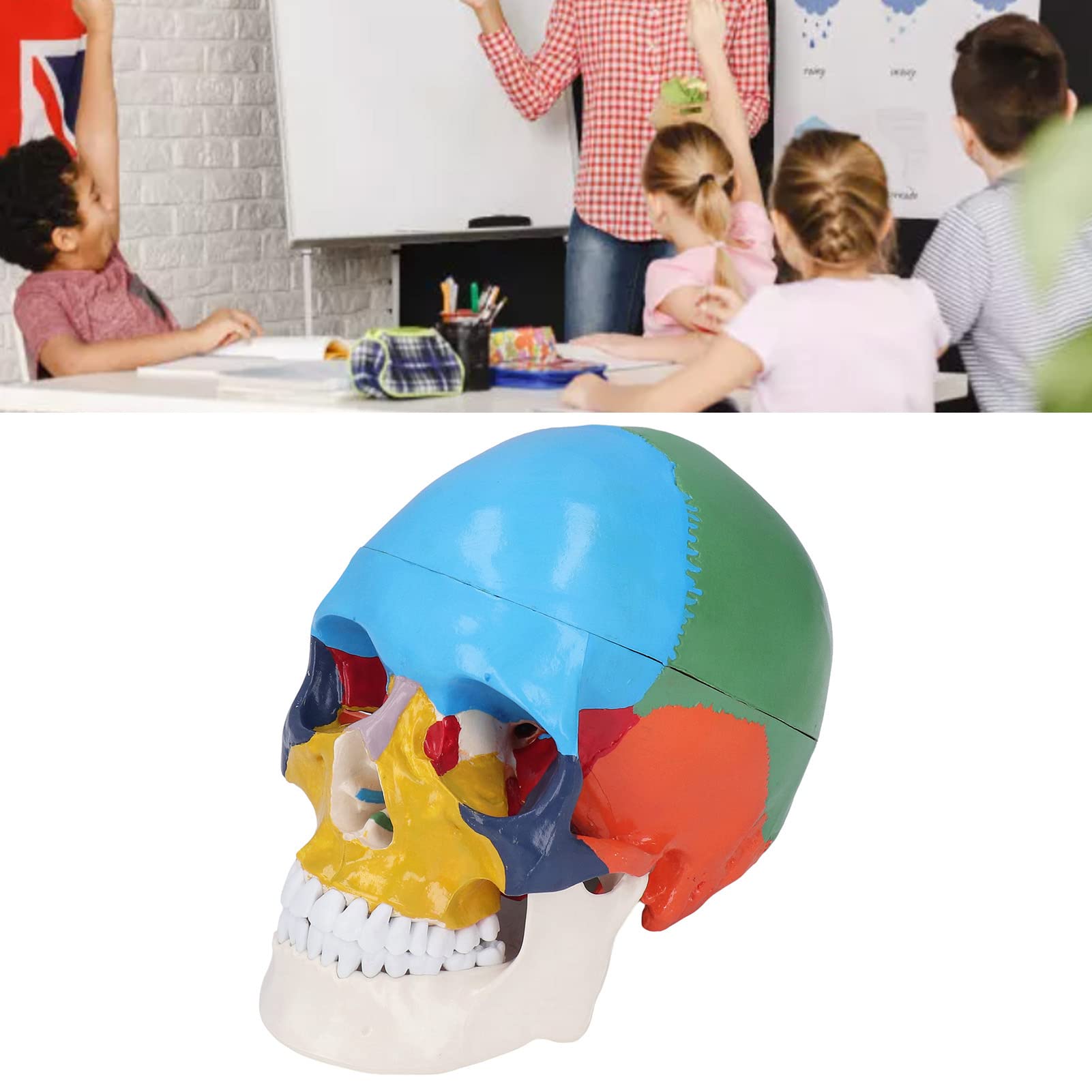Buy Skull Model, Life Size Skull Model Life Size 3 Part Colored ...
