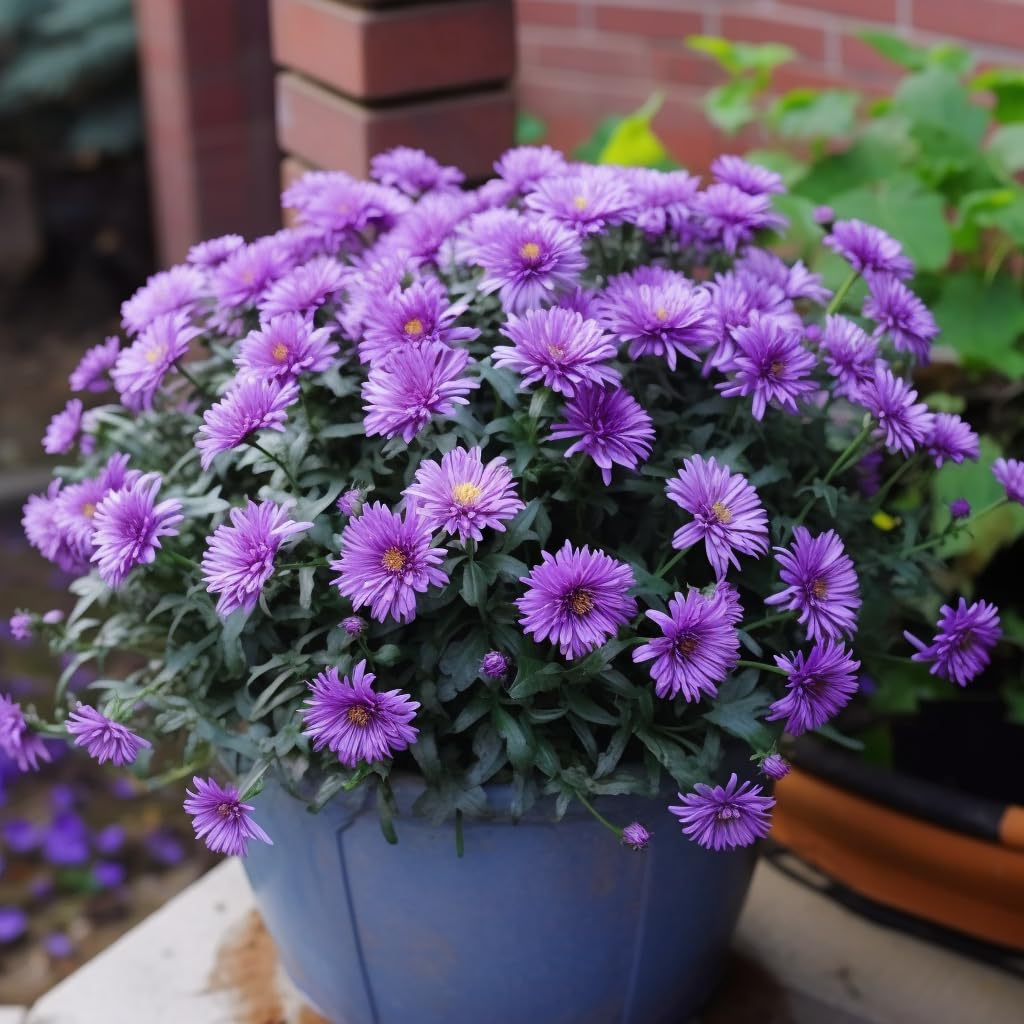 Hardy Asters Perennials 10 Winter Hardy Perennials For Colourful