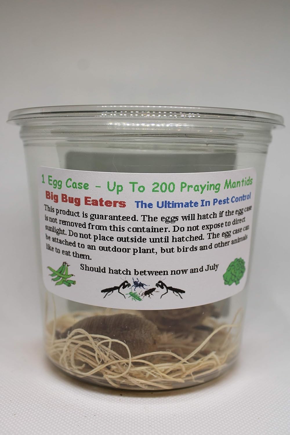 Amazon.com : Generic Three Extra Large Live Chinese Ootheca Praying ...