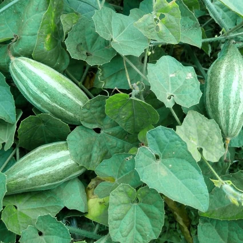Parwal vegetable seeds, pointed gourd seeds, parval seeds, potol seeds ...