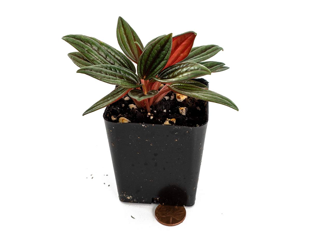 5 Best Red Ripple Peperomia | Grow Compact Burgundy for Low Light