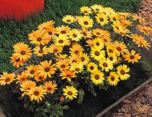 Dimorphotheca Flower Seeds Mix Color pack of 50 By Zabbus : Amazon.in ...