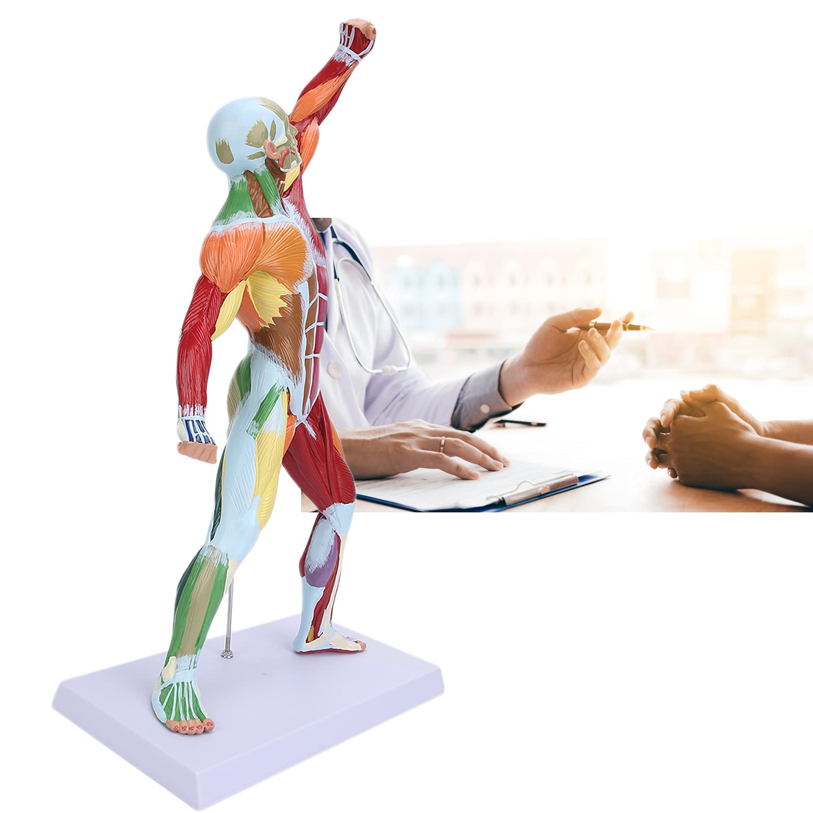 Snapklik.com : Muscles Model, Body Muscle Structure Model Miniature ...