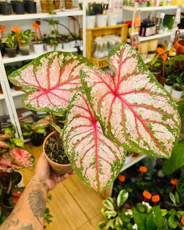 Radha Krishna Agriculture® Beautifull Caladium flower bulbs Multicolor ...