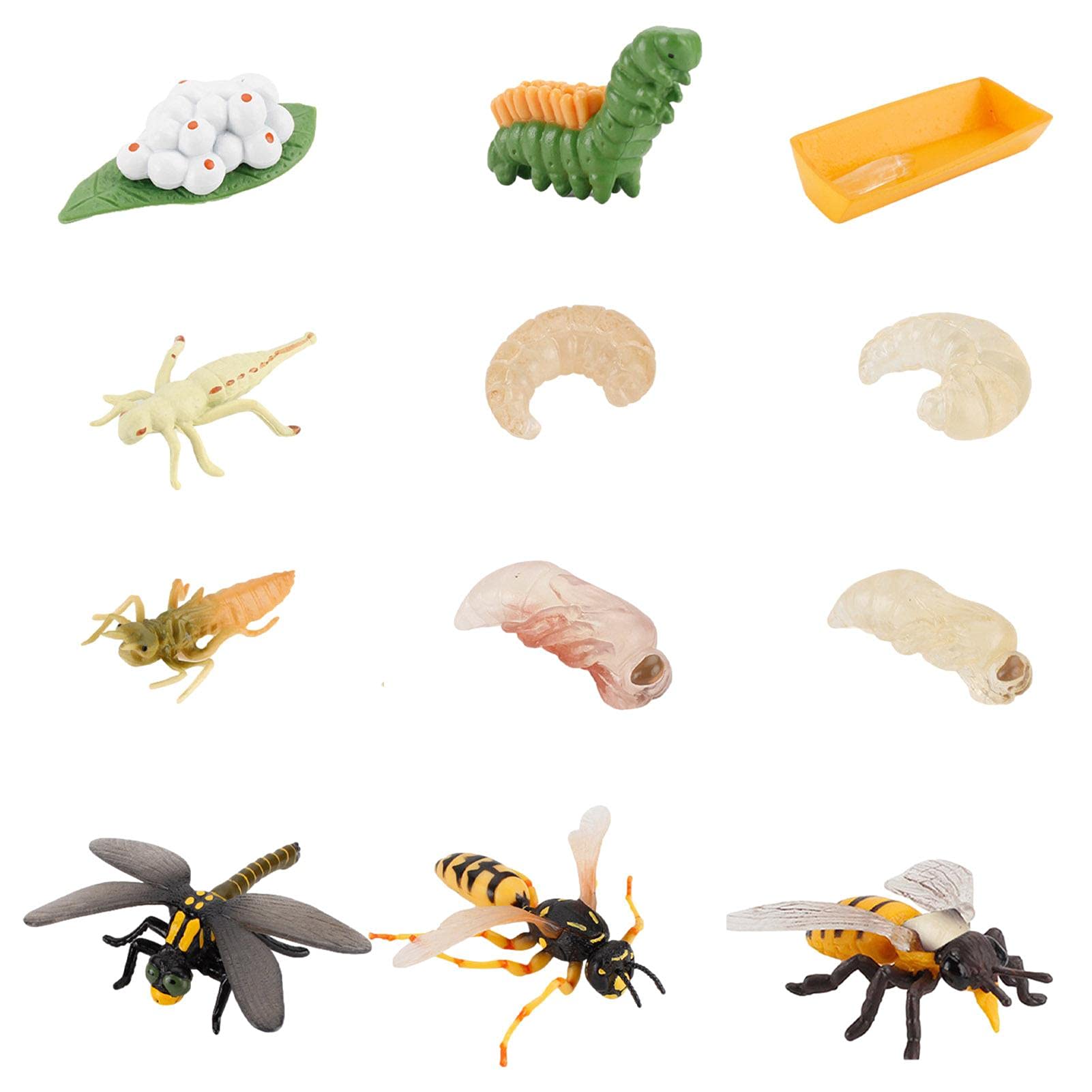 Buy BAOLE Bugs Figure Toy Set, Insect Figurines Life Cycle of Stag ...