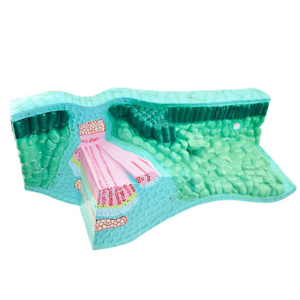 Buy Hylh Educational Model Leaf Structure Science Models Anatomical 8291