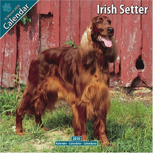 Irish Setter 2010 Wall Calendar #10046-10: Pet Prints: 5038455001438 ...