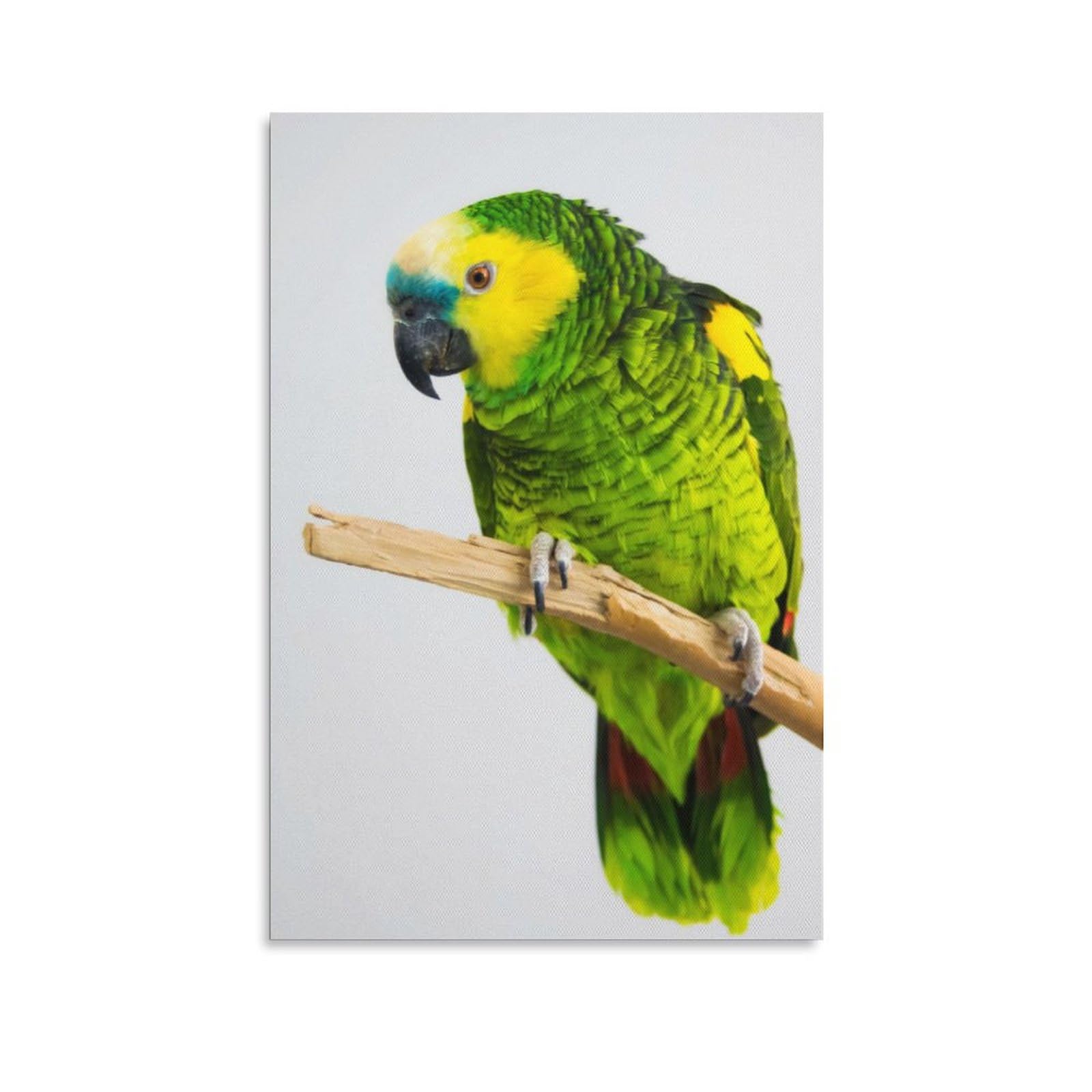 Blue Yellow Naped Amazon