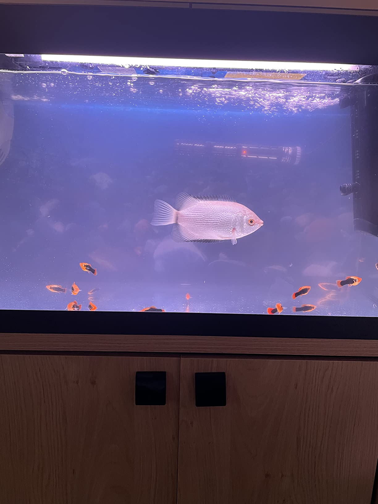 20 Watt Aqua Glo Fluorescent Bulb 24 in : Amazon.co.uk: Lighting