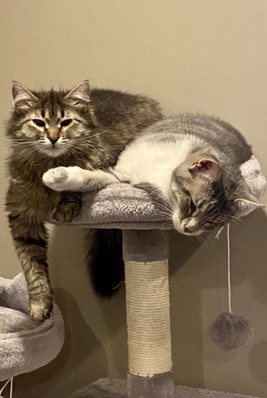 $13/mo - Finance Yaheetech 62.2in Cat Tree Cat Tower, Multi-Level Cat ...