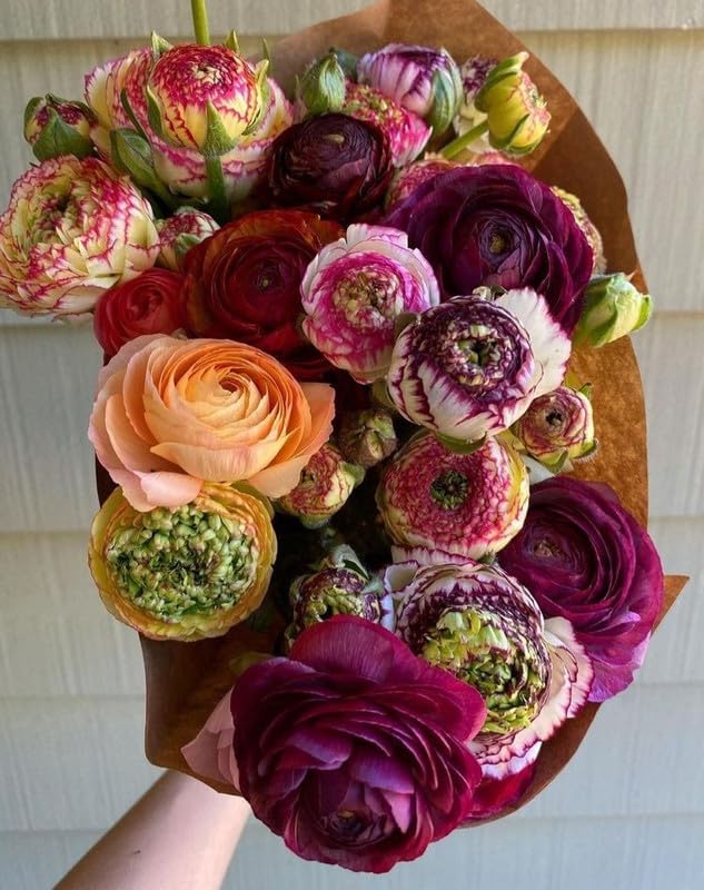 Ritz Farming Italian ranunculus flower bulbs | mixed color cream with ...